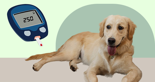 Fixed-Rate Insulin CRI in Decompensated Diabetic Dogs: A Practical ...