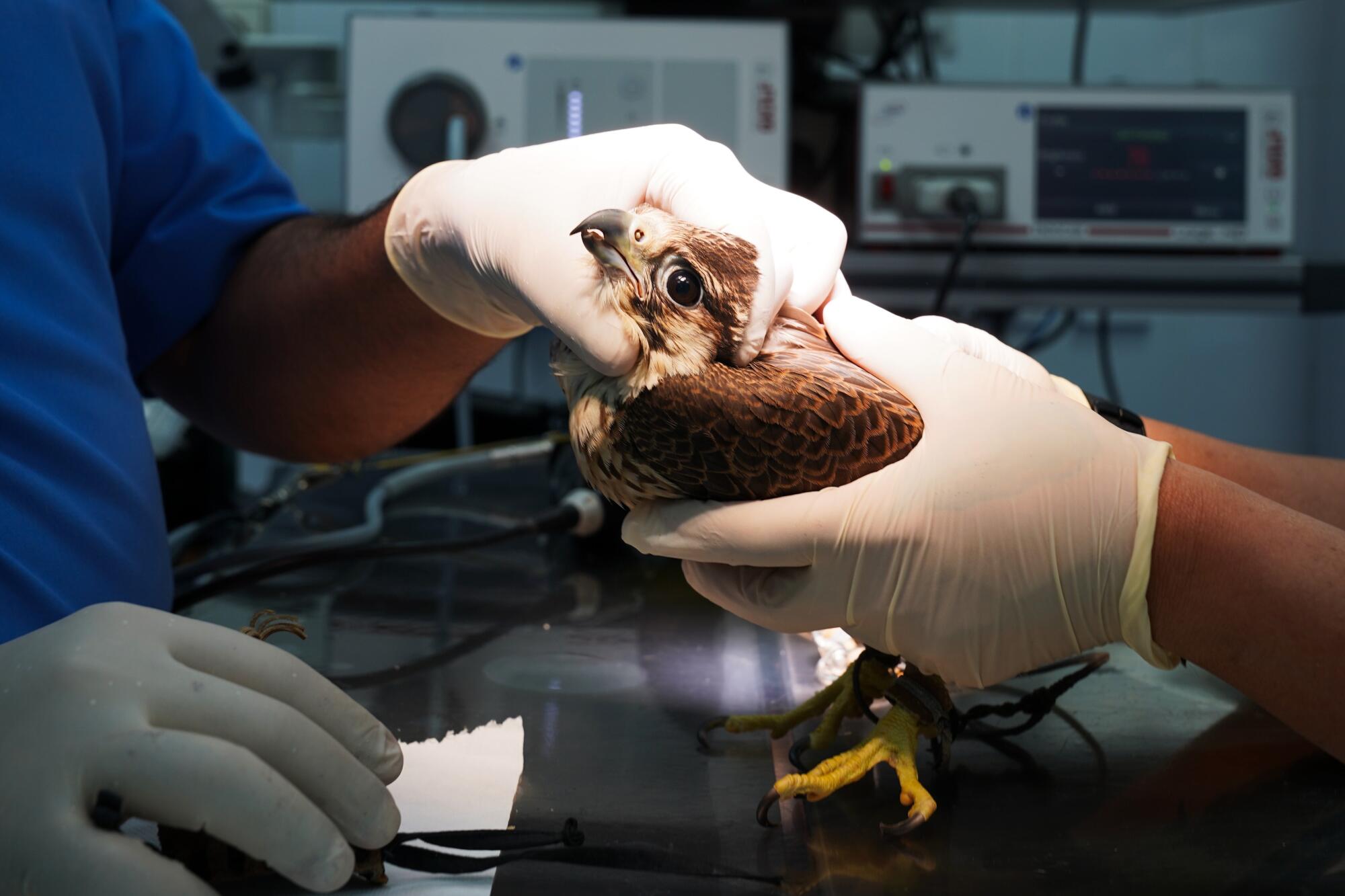 Raptor Health Mastery: Cutting-Edge Clinical Approaches in Falcon ...