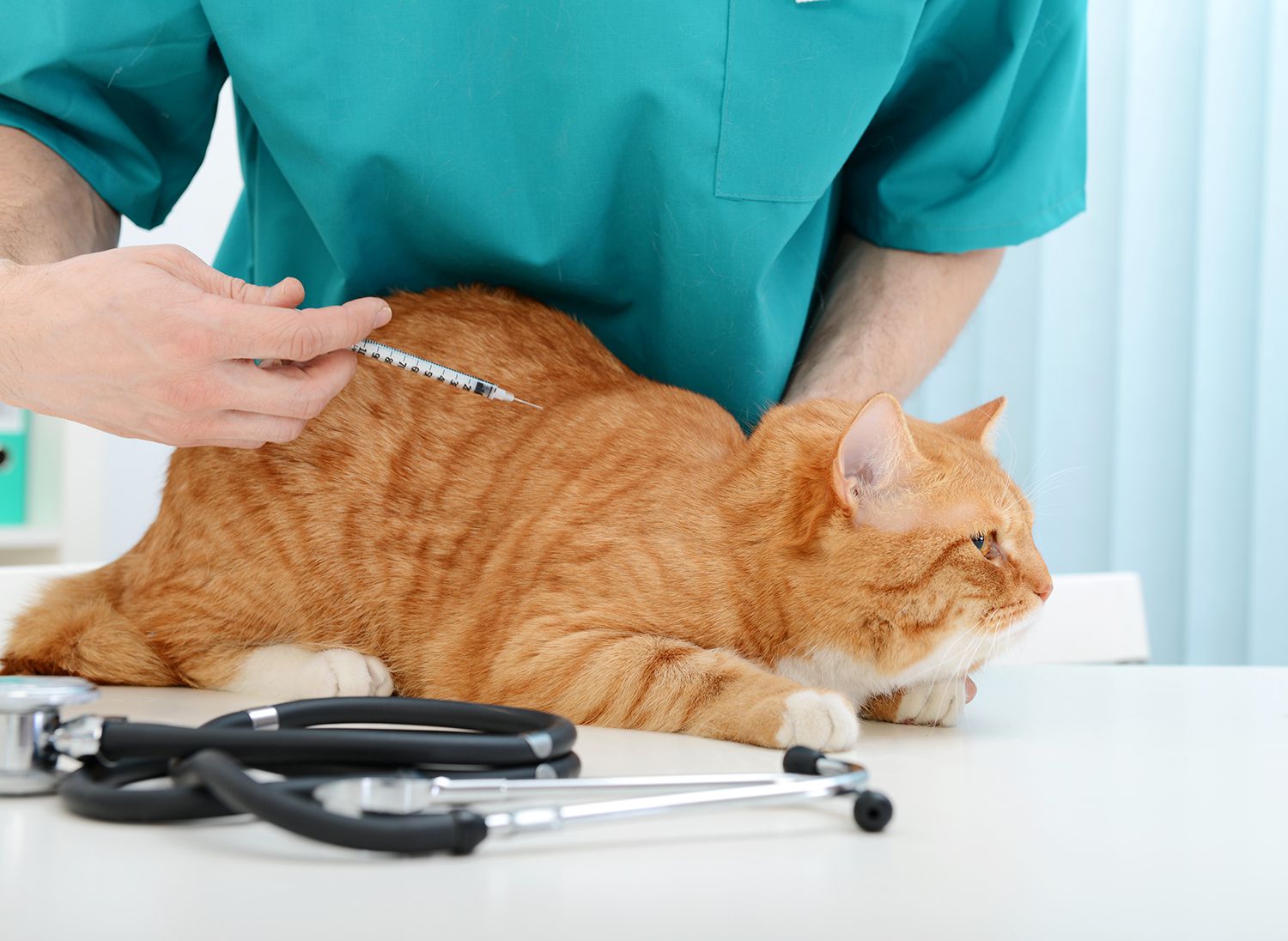Feline Diabetes Mellitus: Insulin Resistance, Remission Potential, and ...