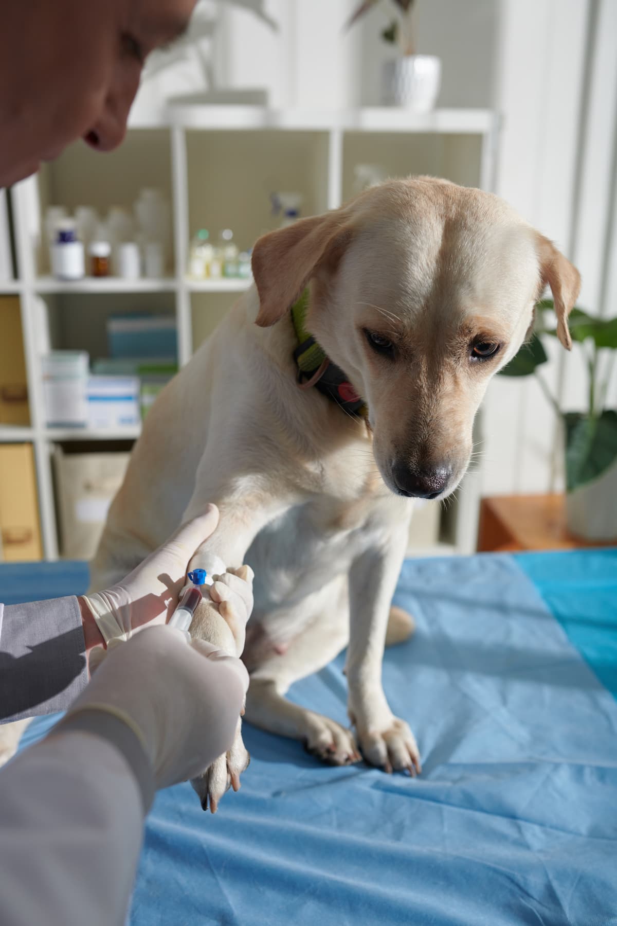 Ambulatory Glucose Monitoring in Canine Diabetes: Using Technology to ...