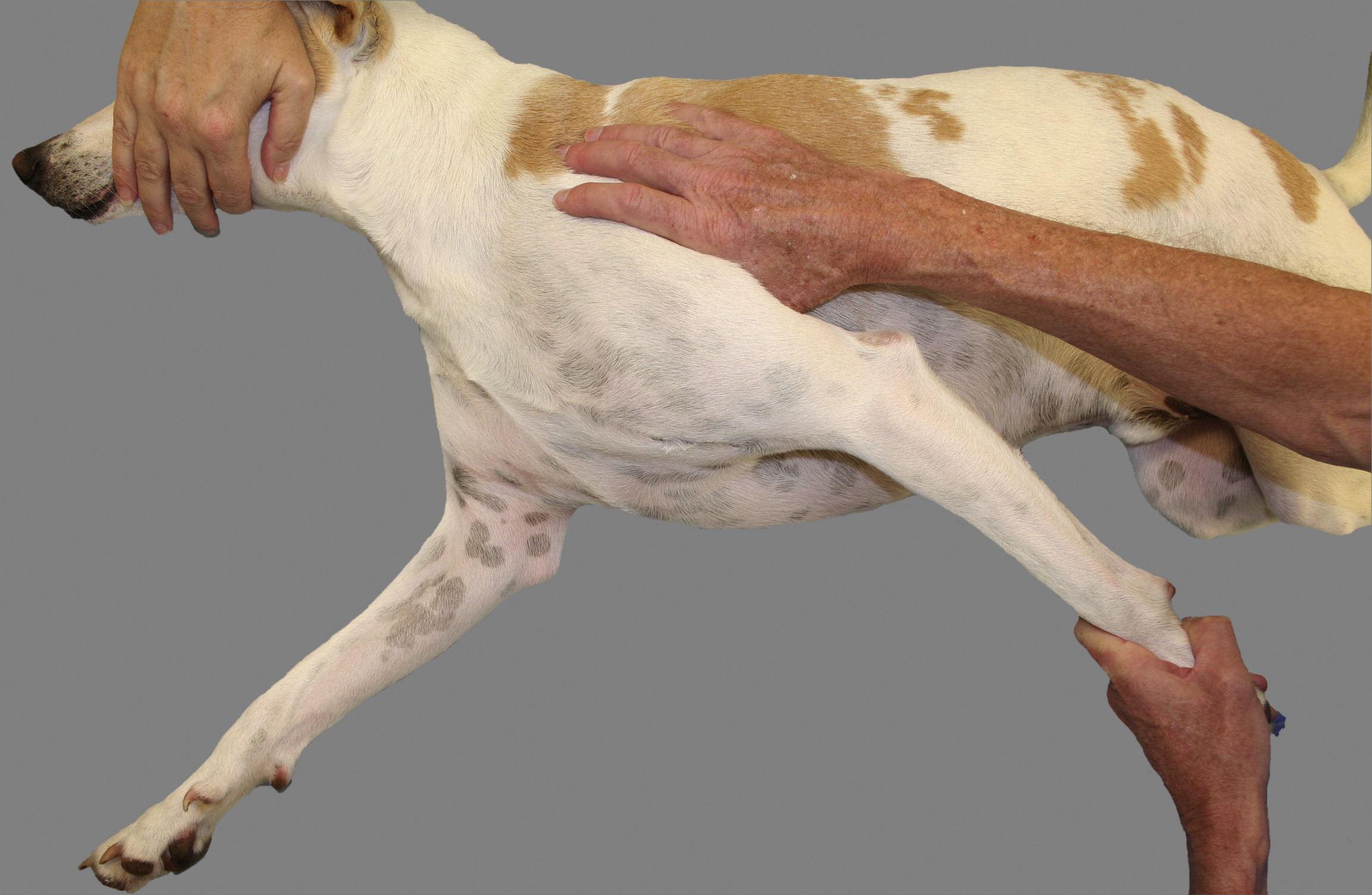 Hindlimb Lameness in Dogs - Differential Diagnosis & Field Management ...